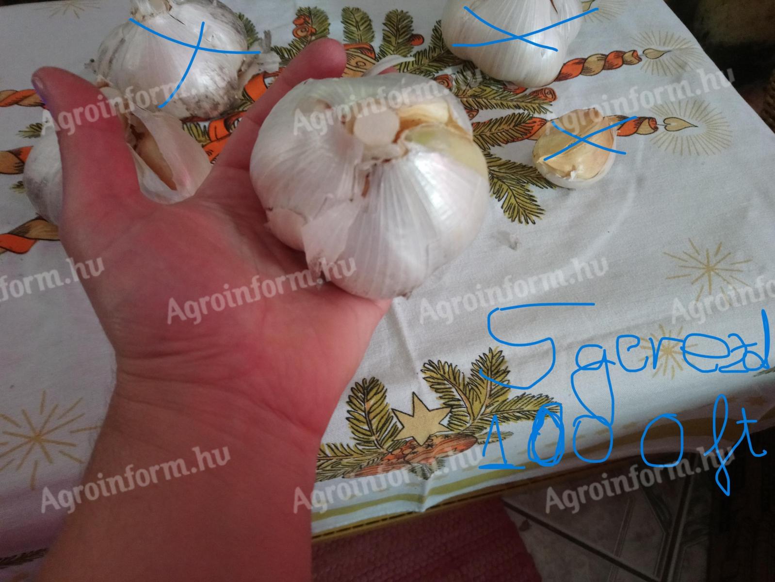 Elefánt fokhagyma eladó - Pest vármegye 2244 Úri - Agroinform.hu