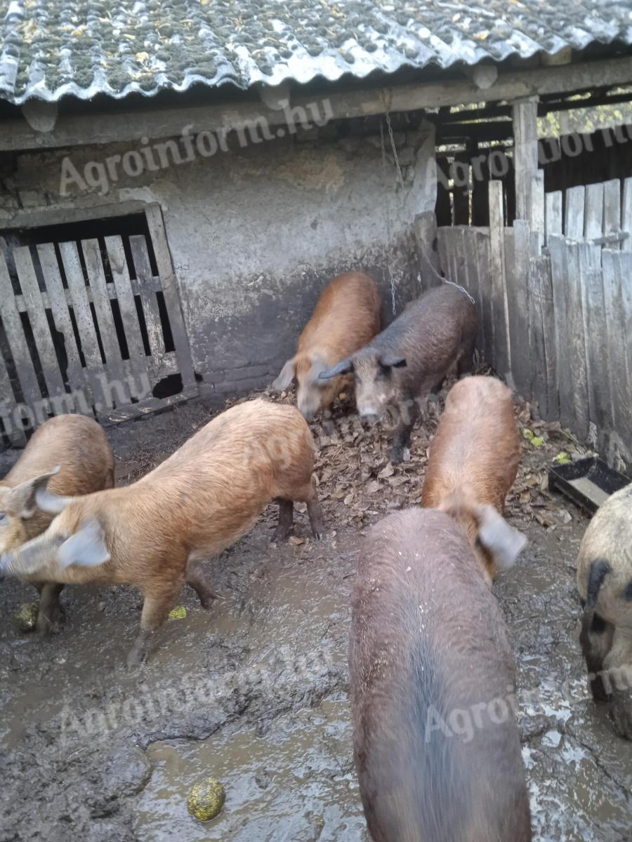 Durok húsjellegű hízók - Bács-Kiskun vármegye 6400 Kiskunhalas ...