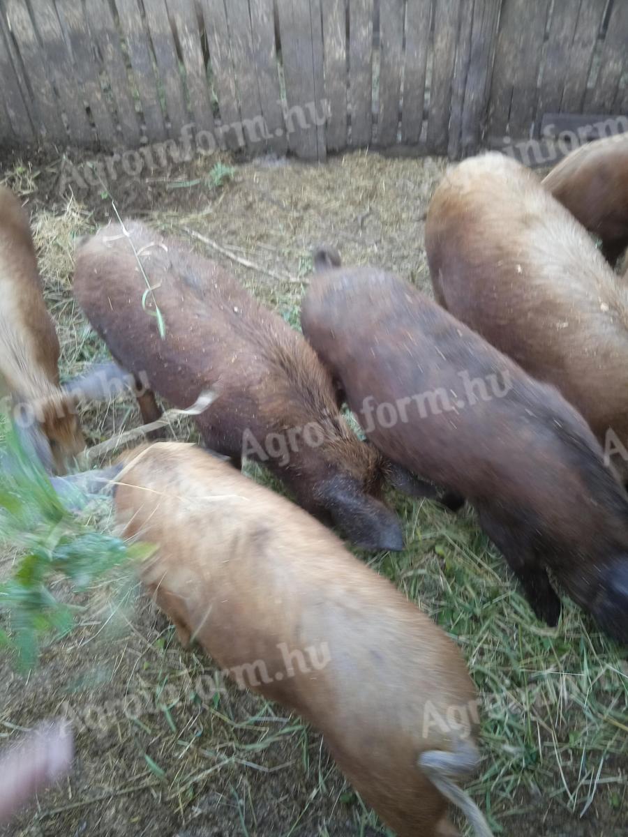 Durok húsjellegű hízók - Bács-Kiskun vármegye 6400 Kiskunhalas ...