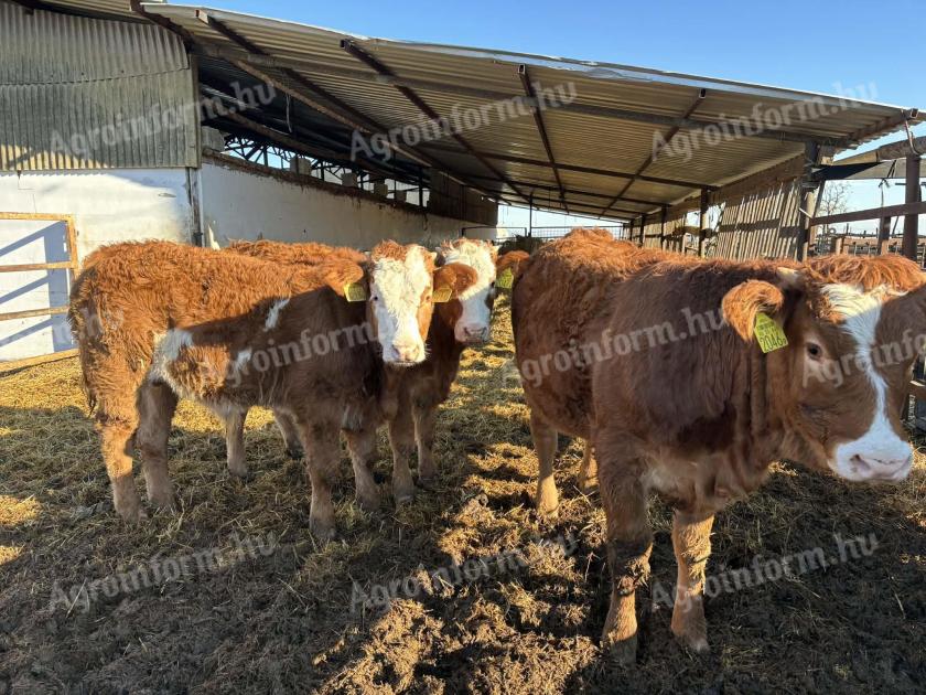 10 db Limousin borjú eladó - Békés vármegye 5510 Dévaványa - Agroinform.hu