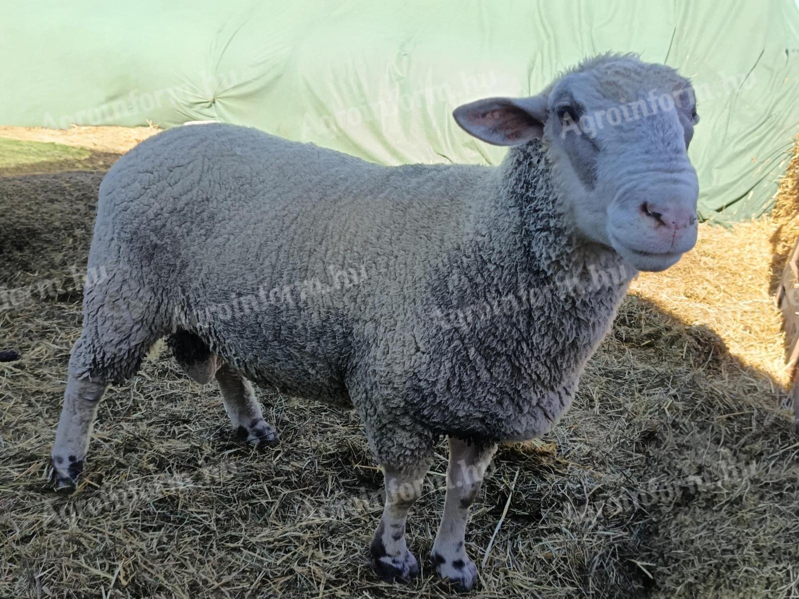 Eladó 2 éves kos birka - Pest vármegye 2755 Kocsér - Agroinform.hu