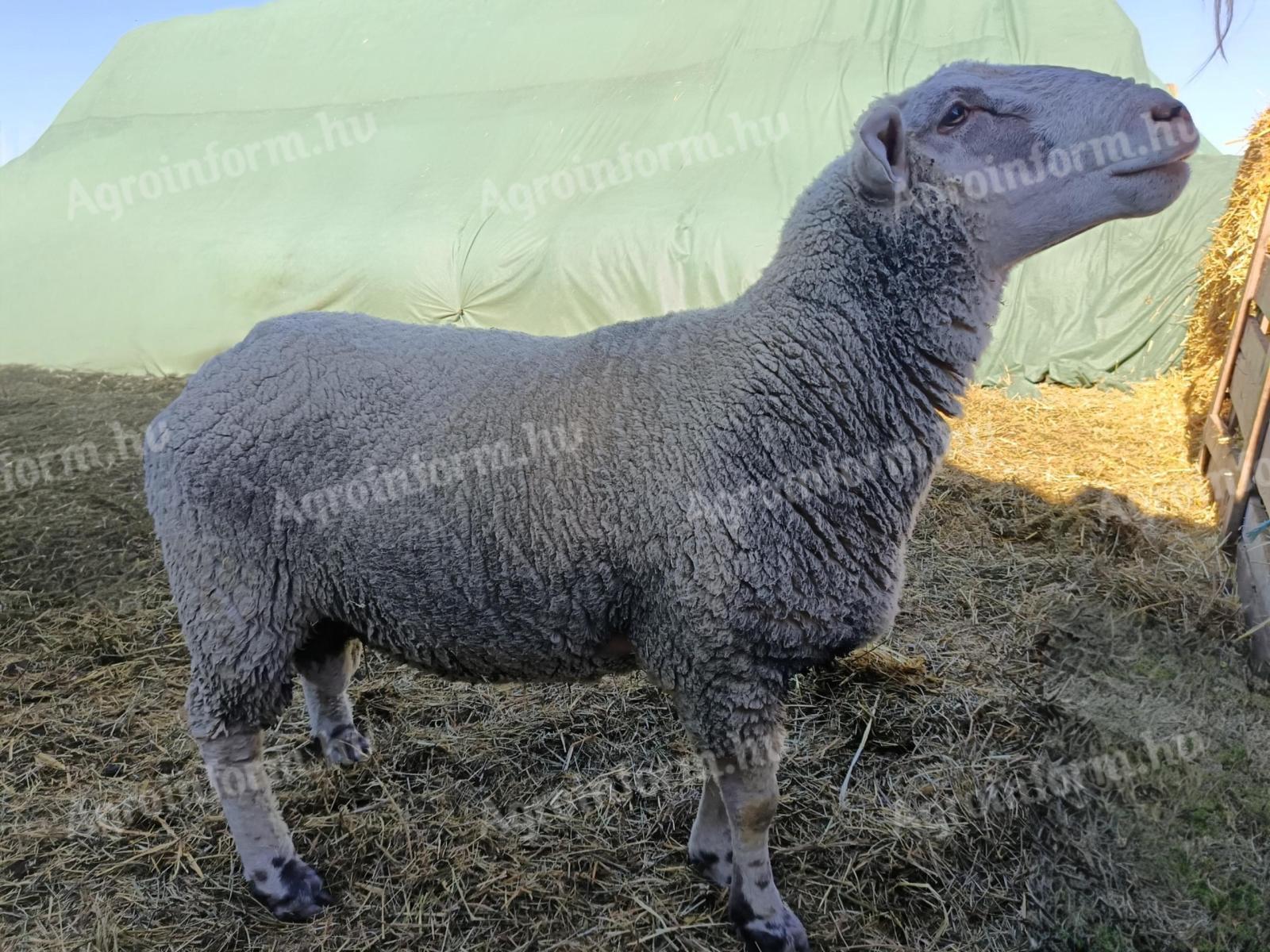 Eladó 2 éves kos birka - Pest vármegye 2755 Kocsér - Agroinform.hu