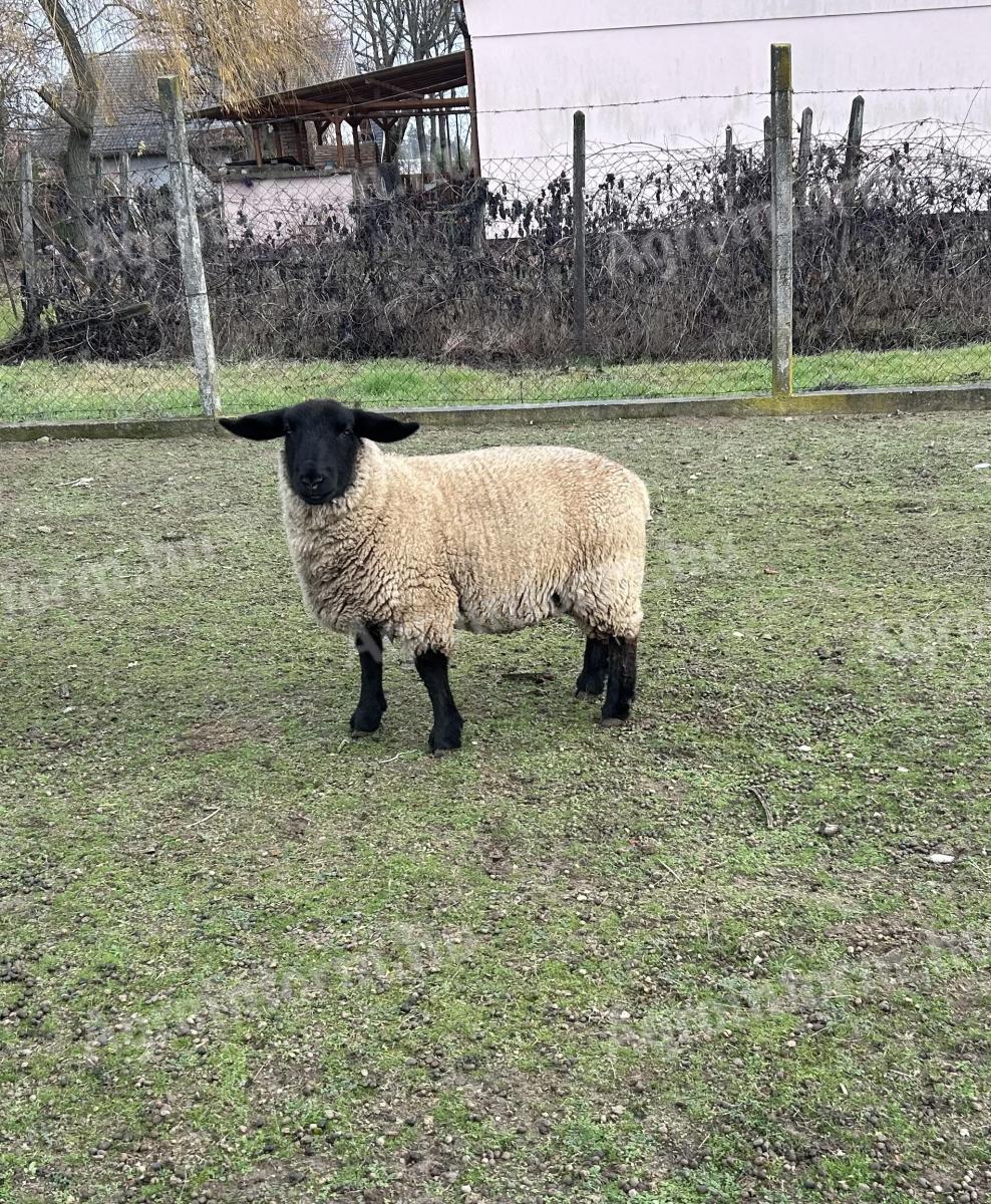 Suffolk jerke juh, birka idei születésű - Pest vármegye 2370 Dabas ...