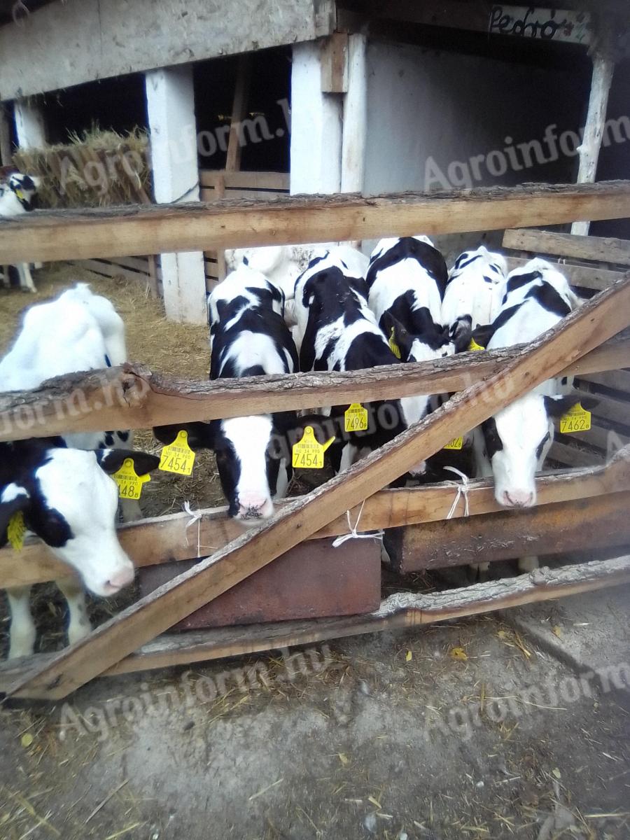 Eladó 10db 12-15hetes fekete bika egybe - Tolna vármegye 7095 ...