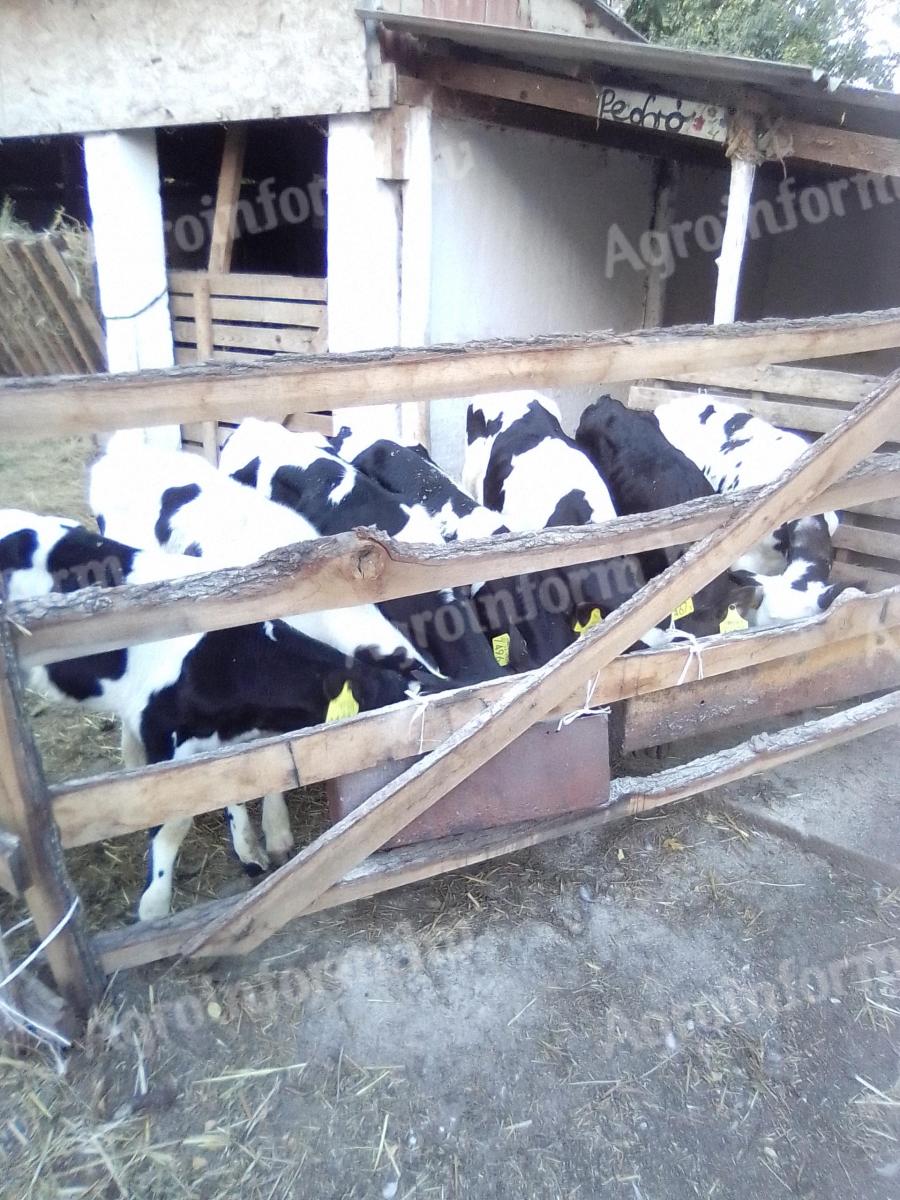 Eladó 10db 12-15hetes fekete bika egybe - Tolna vármegye 7095 ...