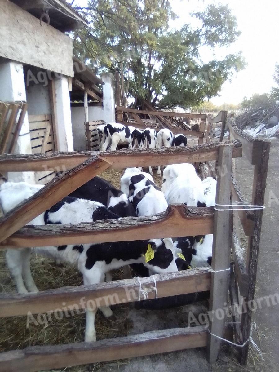 Eladó 10db 12-15hetes fekete bika egybe - Tolna vármegye 7095 ...