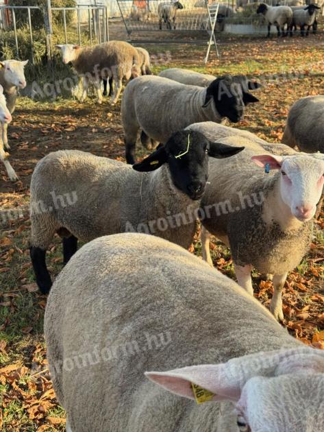 Fajtatiszta Angol Suffolk és Berrichon (juh) kosok eladók! - Fejér ...