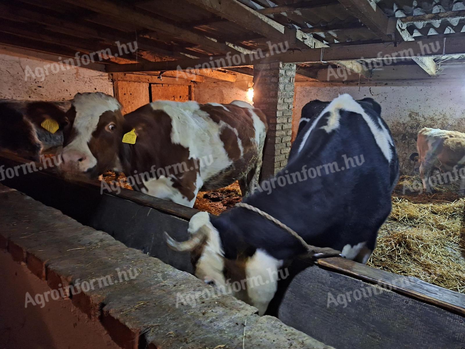 Szarvasmarha állomány eladó - Heves vármegye 3357 Nagyút - Agroinform.hu