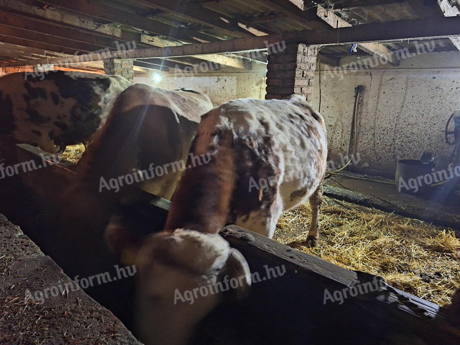 Szarvasmarha állomány eladó - Heves vármegye 3357 Nagyút - Agroinform.hu