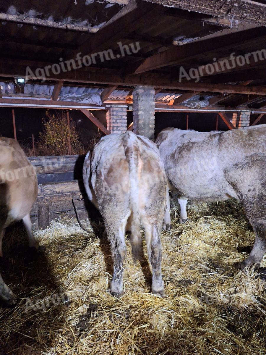 Szarvasmarha állomány eladó - Heves vármegye 3357 Nagyút - Agroinform.hu