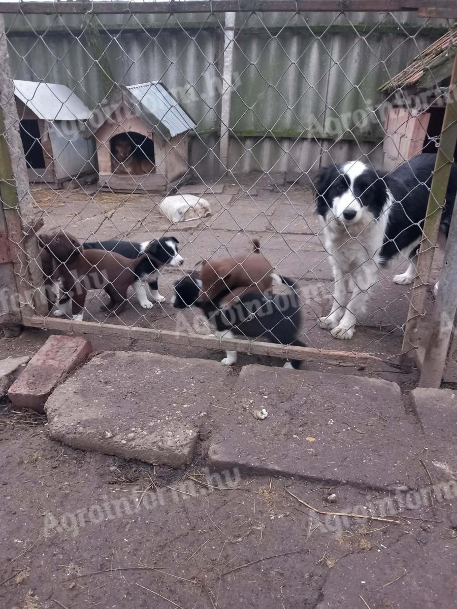 Ingyen elvihető border collie és sinka keverék kiskutyák - Hajdú-Bihar ...