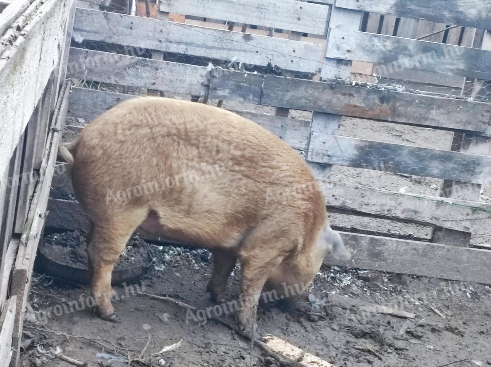 Durok–Mangalica keverék hízó koca eladó - Hajdú-Bihar vármegye 4251 ...