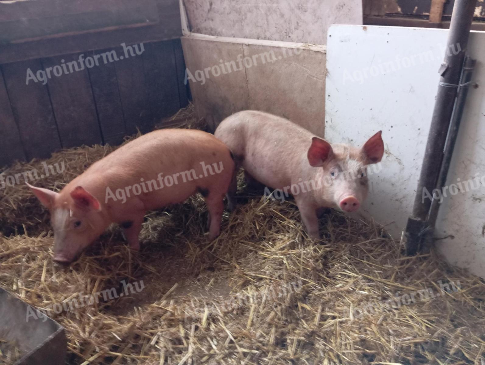 Választási malacok eladók - Békés vármegye 5903 Orosháza (Rákóczitelep ...