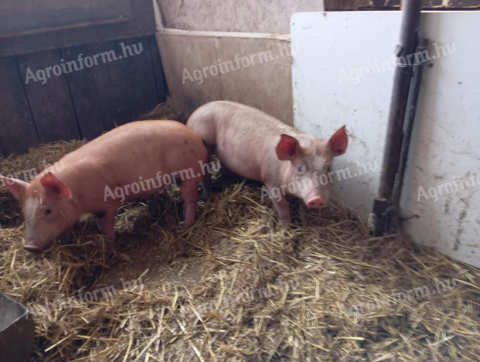 Választási malacok eladók - Békés vármegye 5903 Orosháza (Rákóczitelep ...