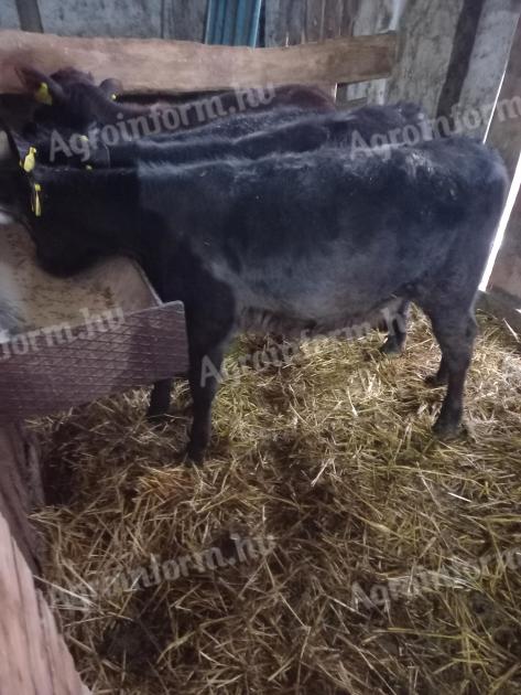 Borjú eladó - Győr-Moson-Sopron vármegye 9095 Táp - Agroinform.hu