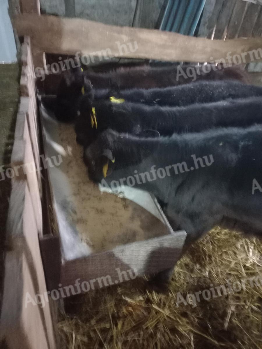 Borjú eladó - Győr-Moson-Sopron vármegye 9095 Táp - Agroinform.hu