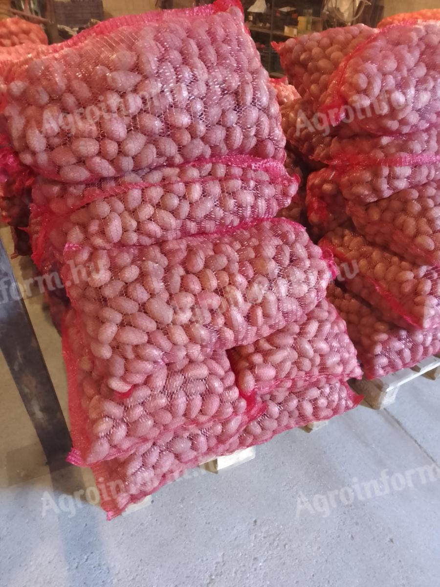 Burgonya, vető méretű korai - Pest vármegye 2193 Galgahévíz - Agroinform.hu