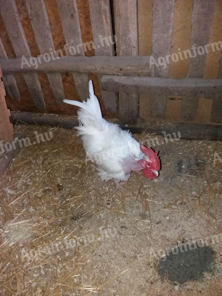 Eladó Erdélyi Kopasznyakú - Győr-Moson-Sopron vármegye 9300 Csorna ...