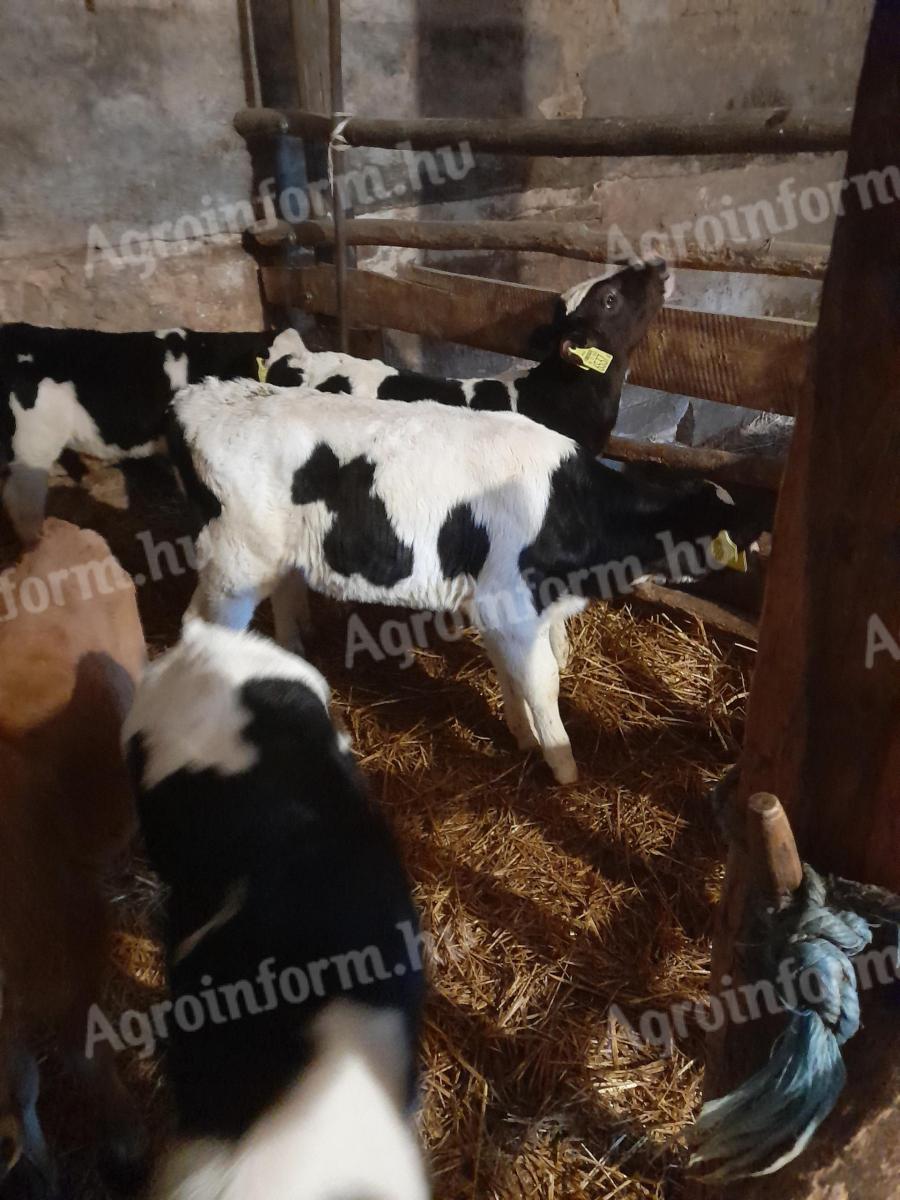 Eladó bikaborjú - Tolna vármegye 7186 Aparhant - Agroinform.hu
