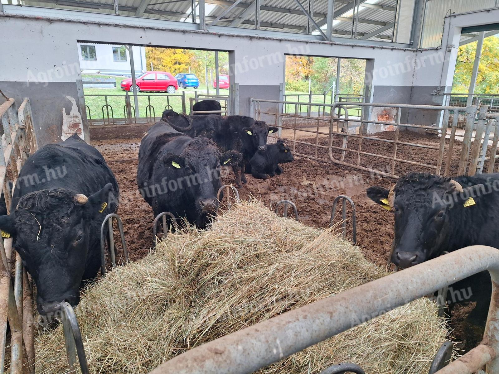 Élő Wagyu szarvasmarha értékesítése – tenyésztési célra - Horný Lieskov ...