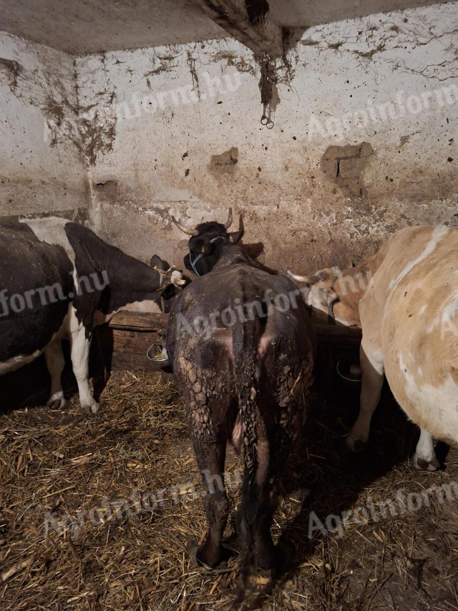 Jersey tehén eladó - Hajdú-Bihar vármegye 4130 Derecske - Agroinform.hu