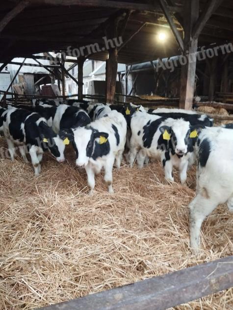 Bika Borjú Eladó - Győr-Moson-Sopron vármegye 9321 Farád - Agroinform.hu
