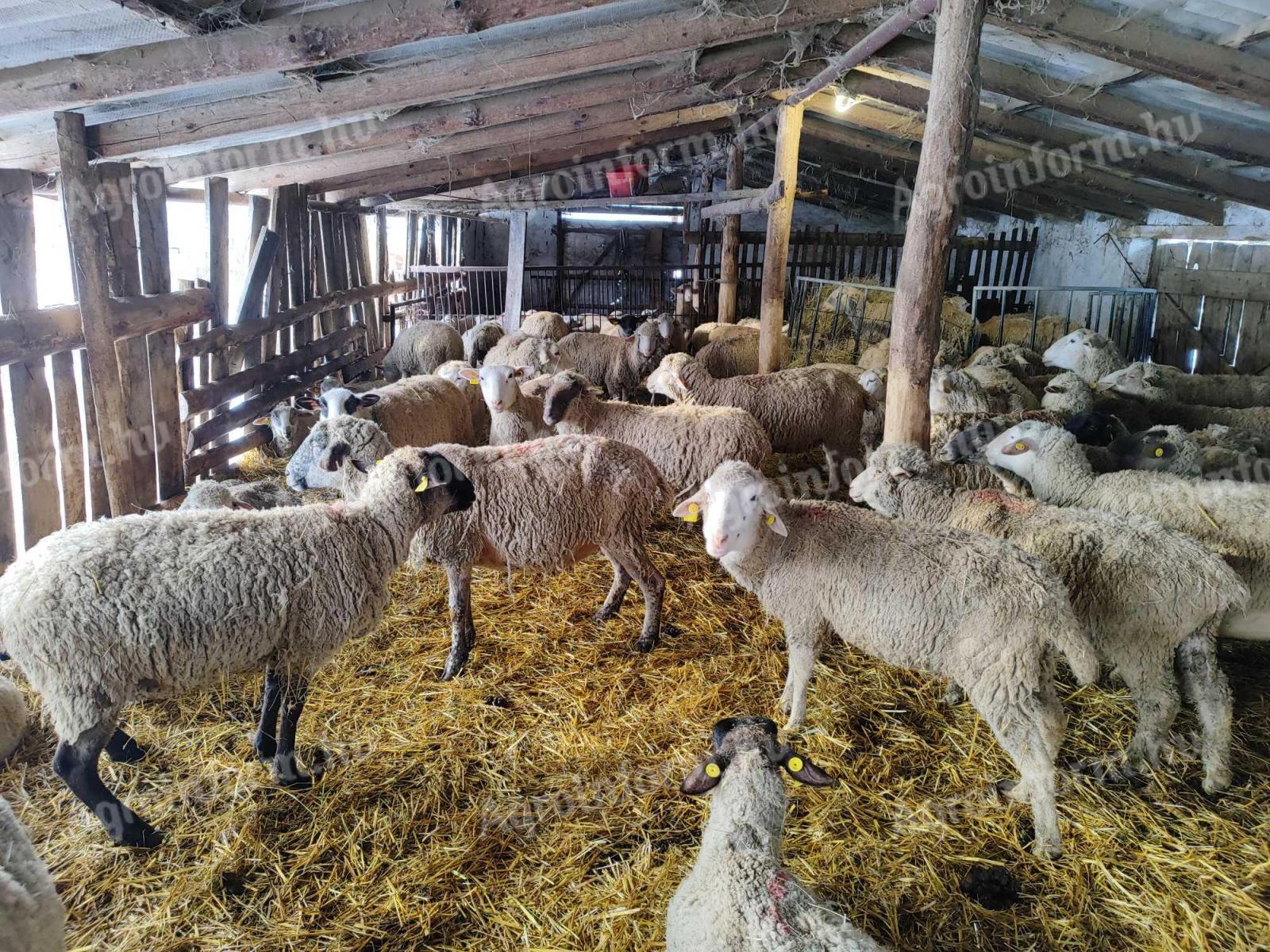 Juh birka eladó - Bács-Kiskun vármegye 6120 Kiskunmajsa - Agroinform.hu