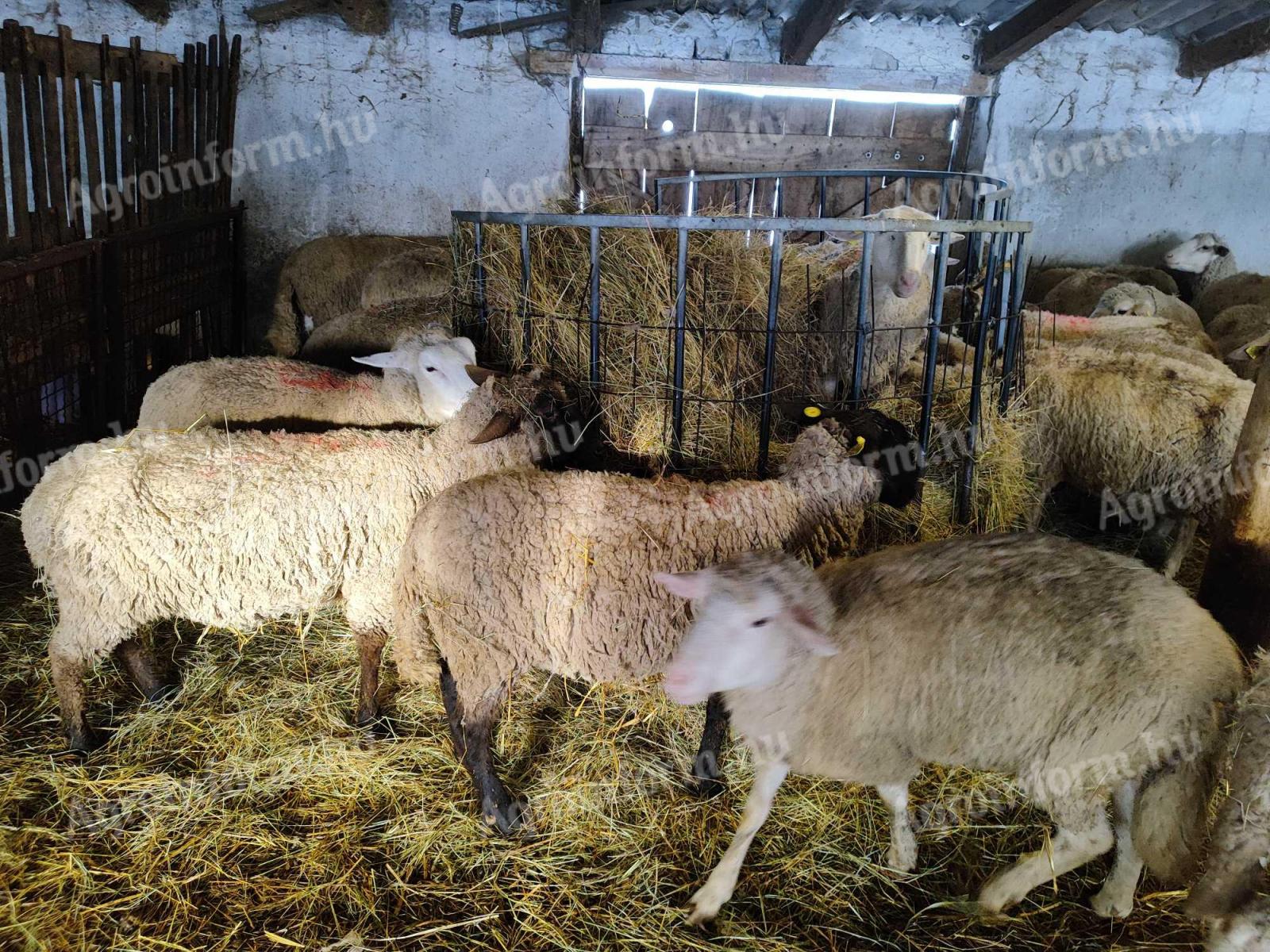 Juh birka eladó - Bács-Kiskun vármegye 6120 Kiskunmajsa - Agroinform.hu