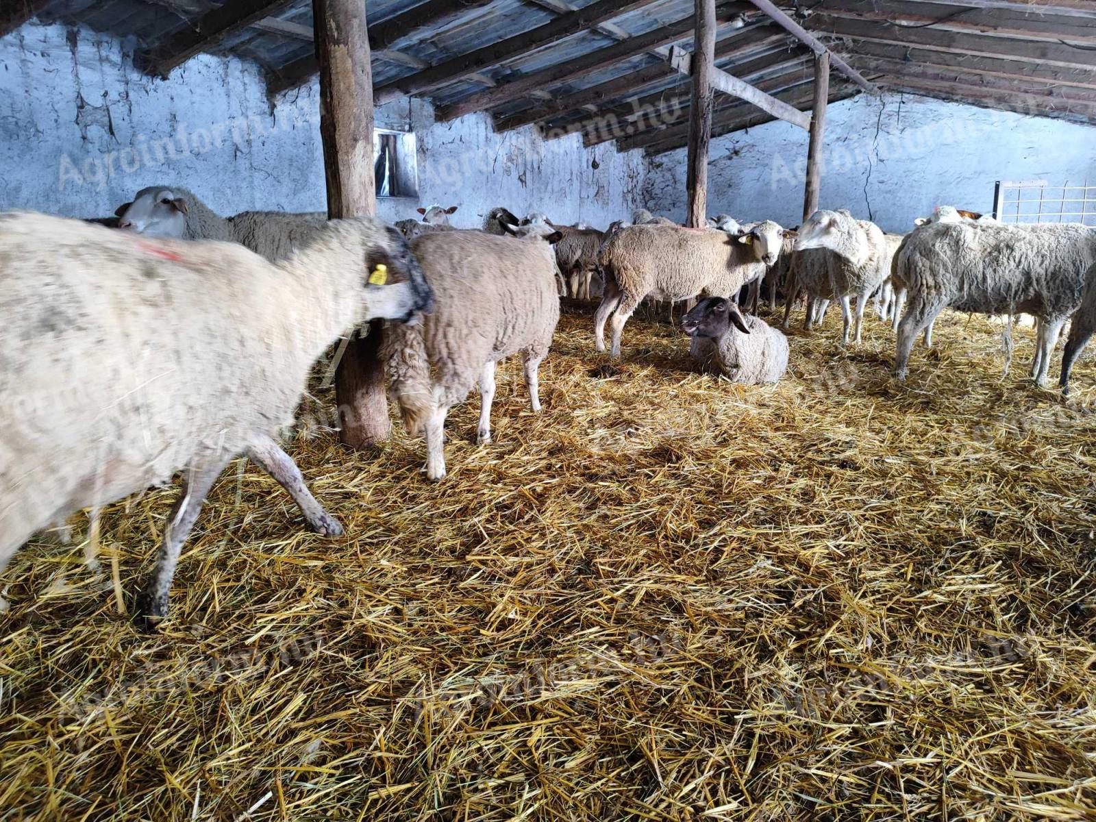 Juh birka eladó - Bács-Kiskun vármegye 6120 Kiskunmajsa - Agroinform.hu