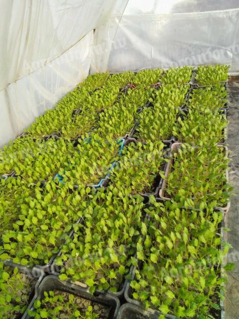 Karalábé palánta - Jász-Nagykun-Szolnok vármegye 5475 Csépa - Agroinform.hu
