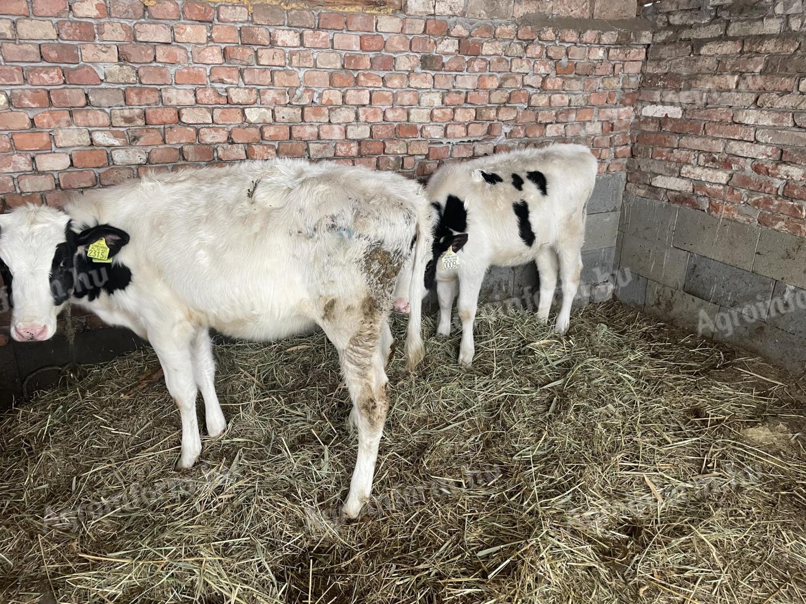Eladó Holstein-fríz üszők - Heves vármegye 3343 Bekölce - Agroinform.hu