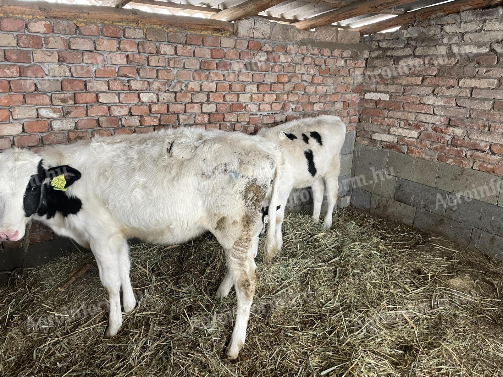 Eladó Holstein-fríz üszők - Heves vármegye 3343 Bekölce - Agroinform.hu