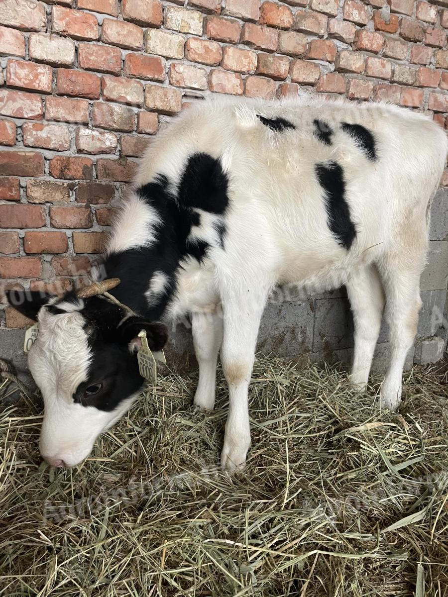 Eladó Holstein-fríz üszők - Heves vármegye 3343 Bekölce - Agroinform.hu