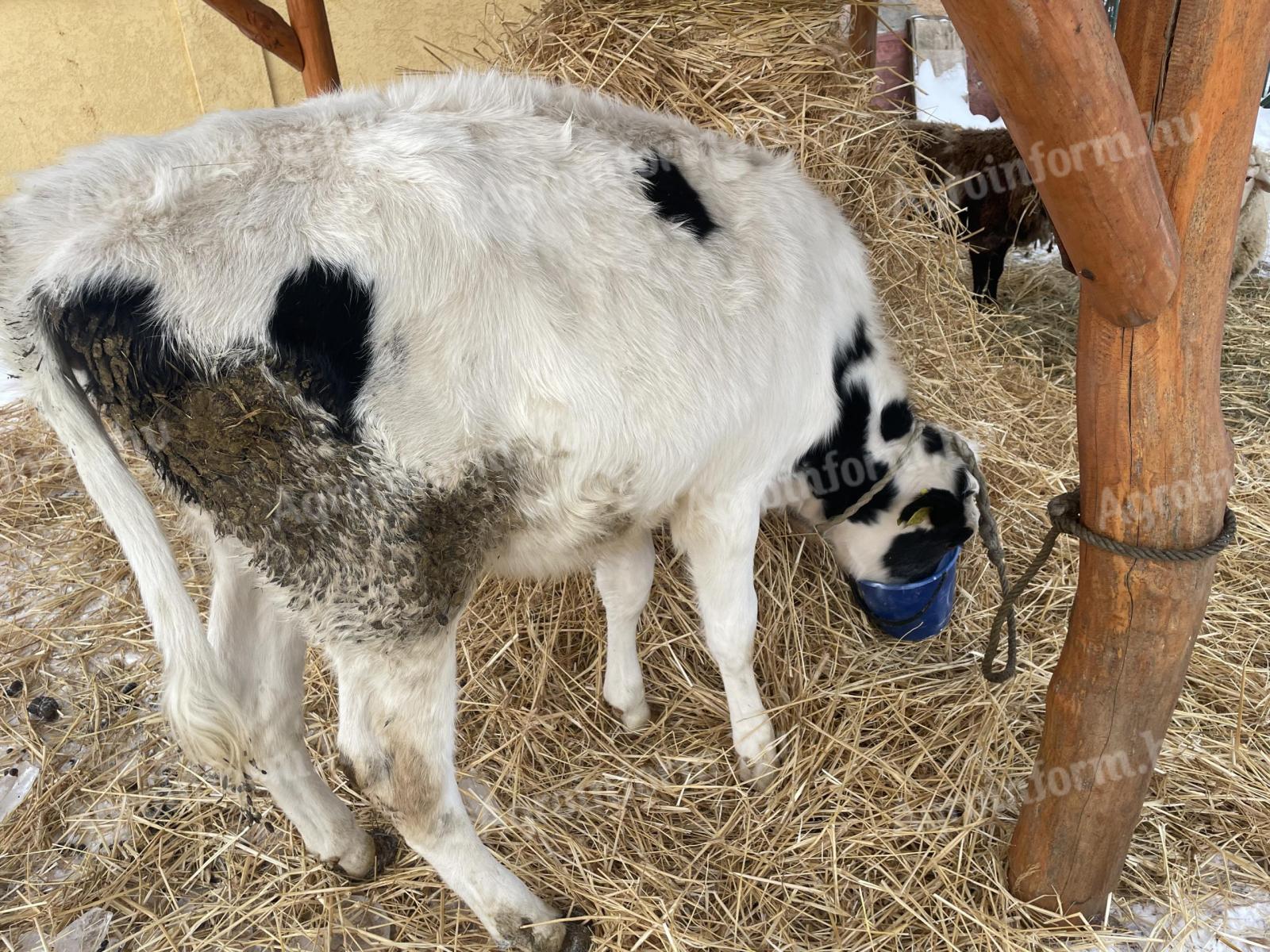 Eladó Holstein-fríz üszők - Heves vármegye 3343 Bekölce - Agroinform.hu