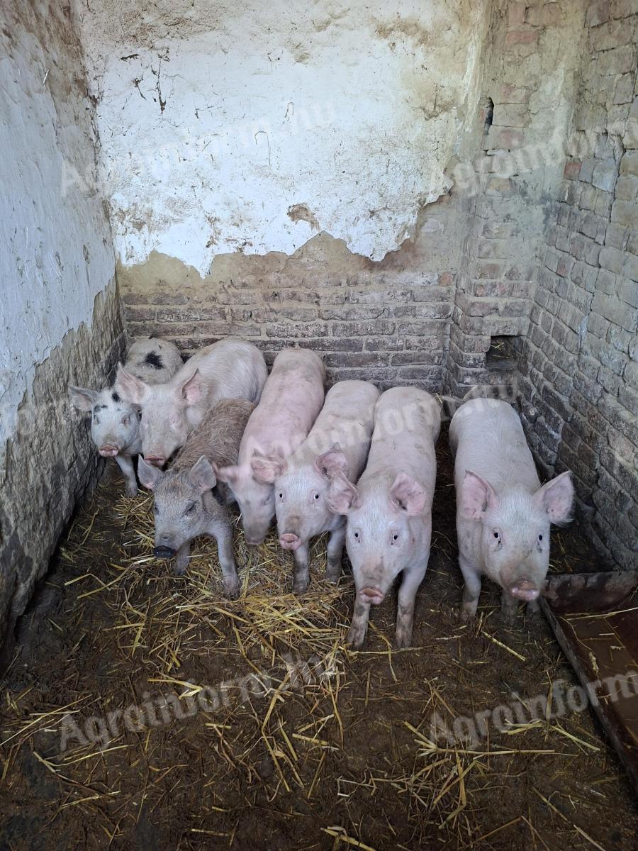 Eladó választási malacok - Tolna vármegye 7098 Magyarkeszi - Agroinform.hu