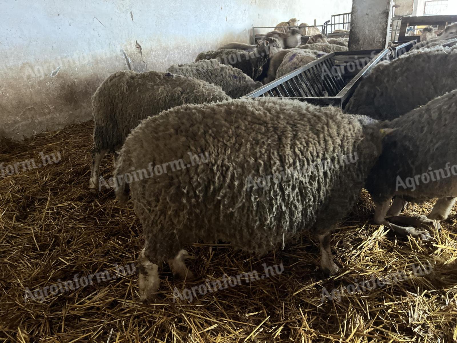 Ile de France juh birka - Csongrád-Csanád vármegye 6913 Csanádpalota ...