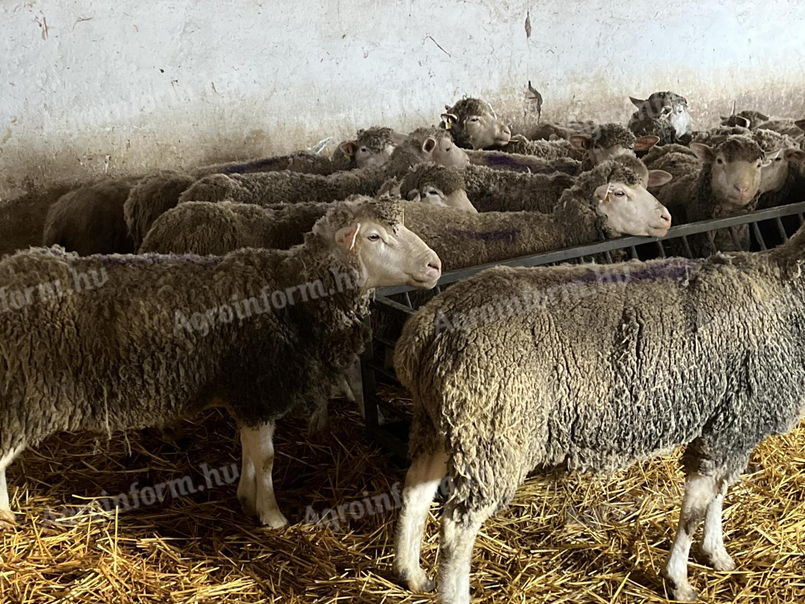Ile de France juh birka - Csongrád-Csanád vármegye 6913 Csanádpalota ...