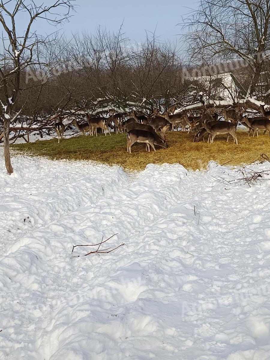 Dám szarvas eladó hivatalos vadfarmról - Pest vármegye 2081 Piliscsaba ...
