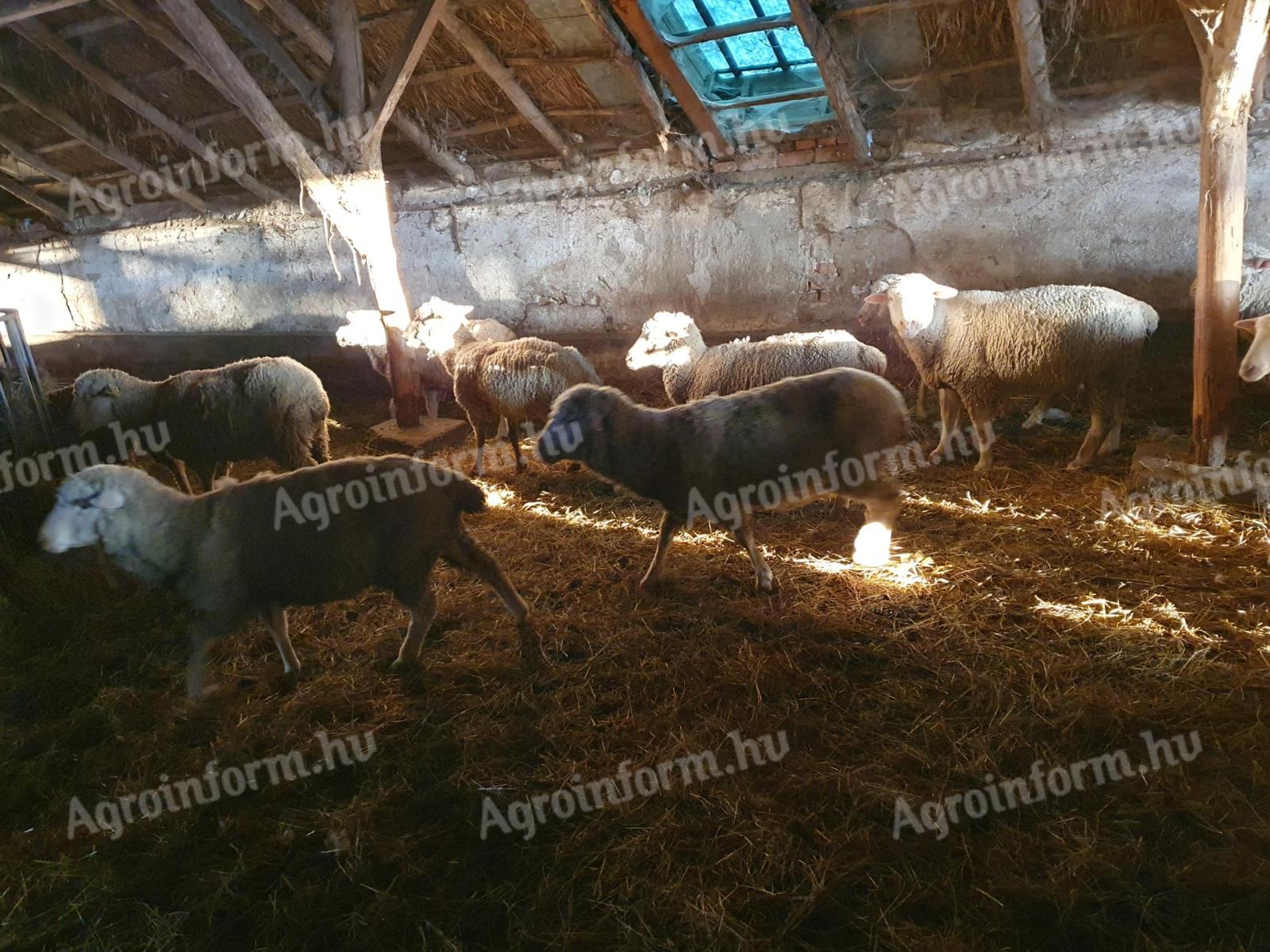 Eladó 40 db selejt birka, keverék merinó jelleggel - Heves vármegye ...