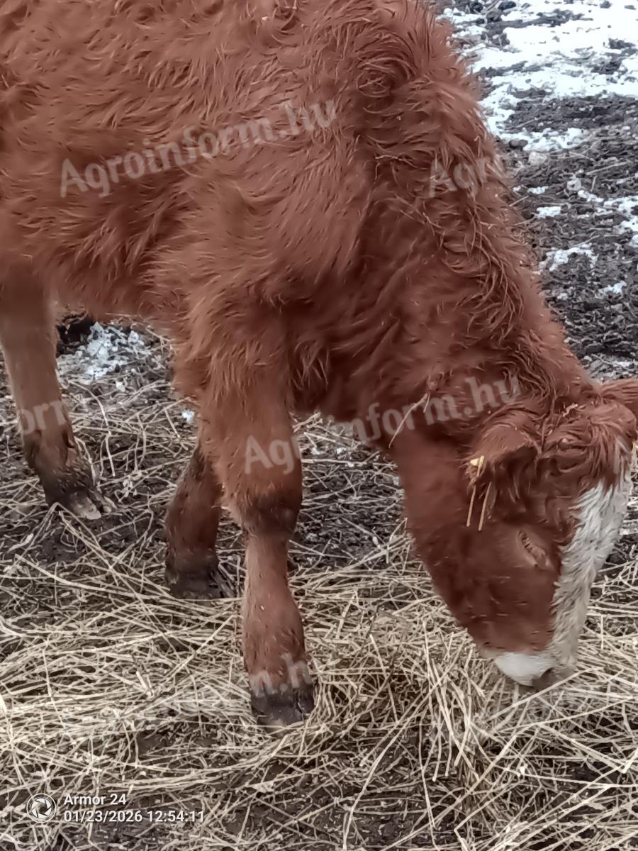 Borjú eladó - Veszprém vármegye 8100 Várpalota - Agroinform.hu