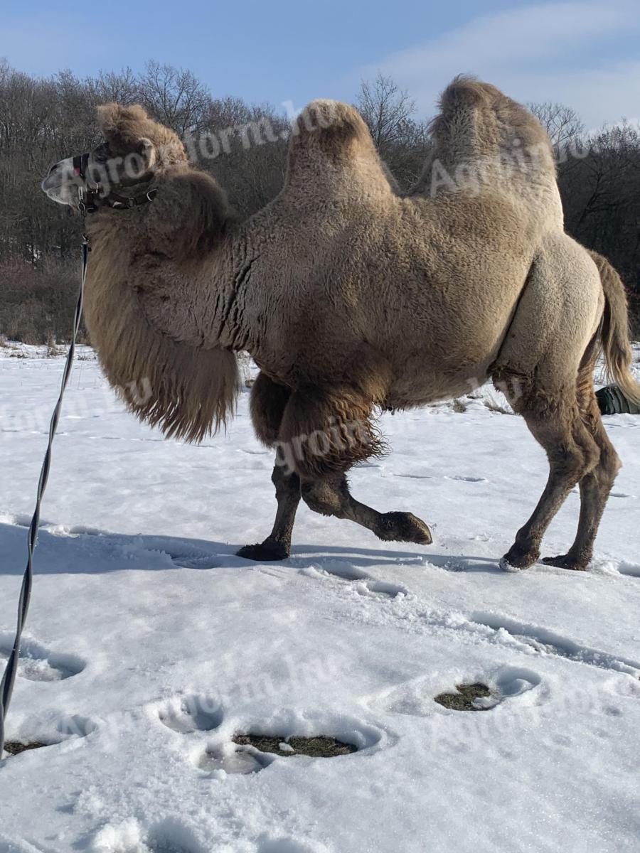 Teve trágya kapható - Komárom-Esztergom vármegye 2800 Tatabánya ...