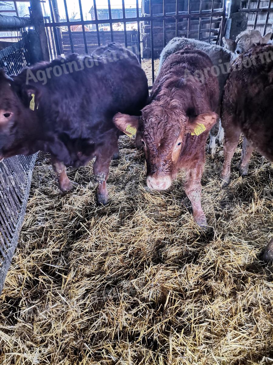 Növendék borjú eladó - Pest vármegye 2711 Tápiószentmárton - Agroinform.hu