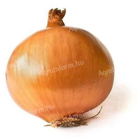 Hagyma mag - Hajdú-Bihar vármegye 4024 Debrecen - Agroinform.hu