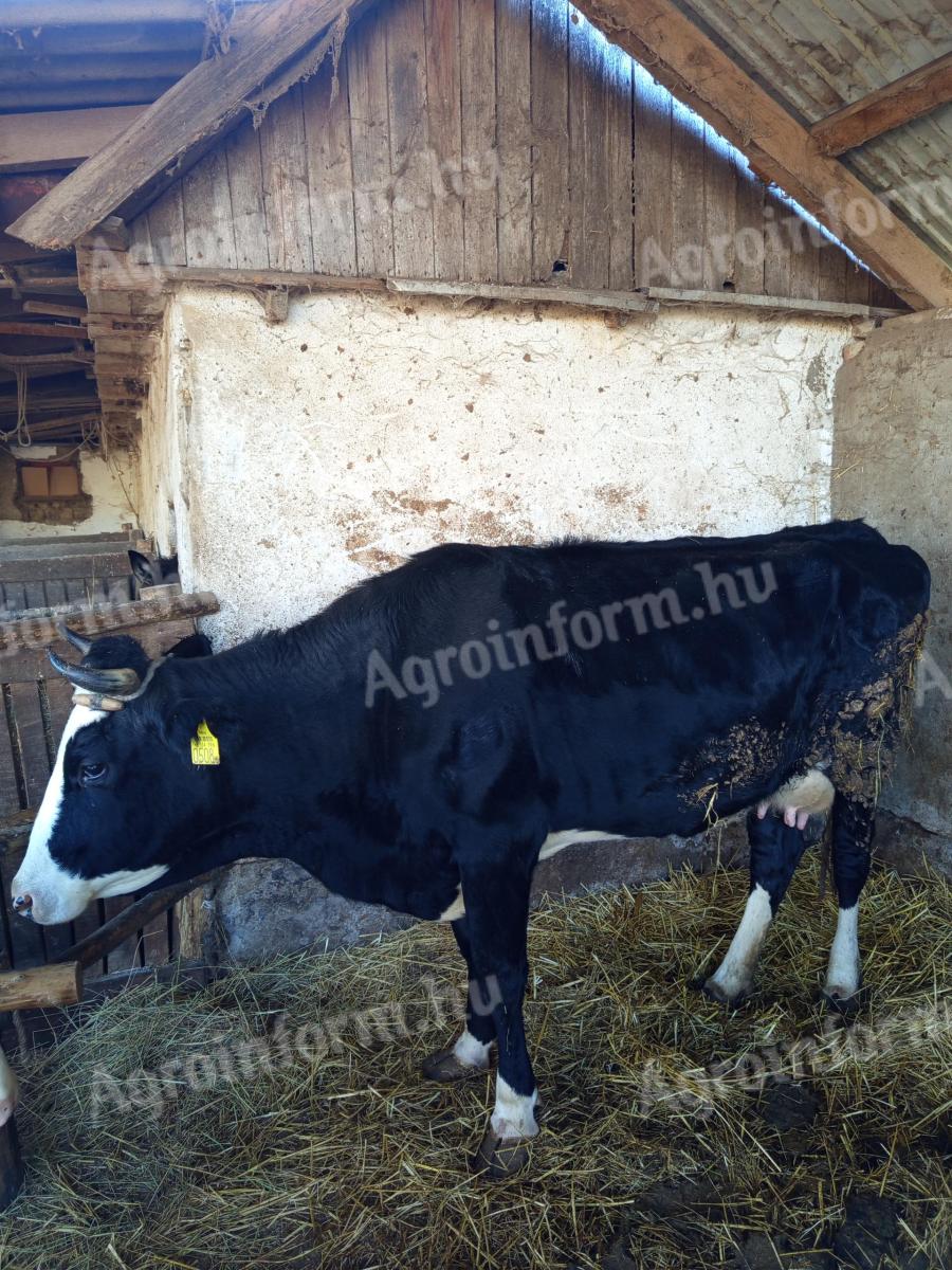 Szarvasmarha - Jász-Nagykun-Szolnok vármegye 5130 Jászapáti - Agroinform.hu