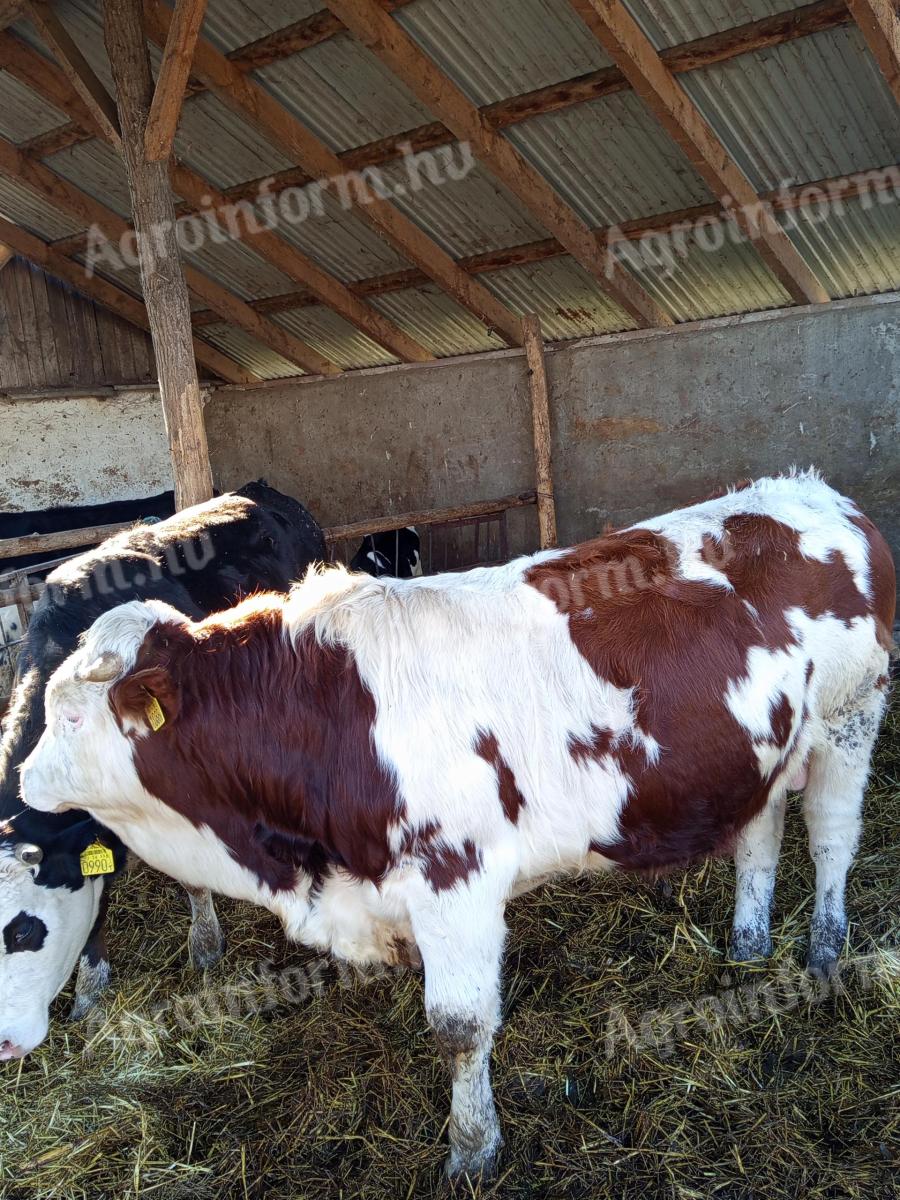 Szarvasmarha - Jász-Nagykun-Szolnok vármegye 5130 Jászapáti - Agroinform.hu