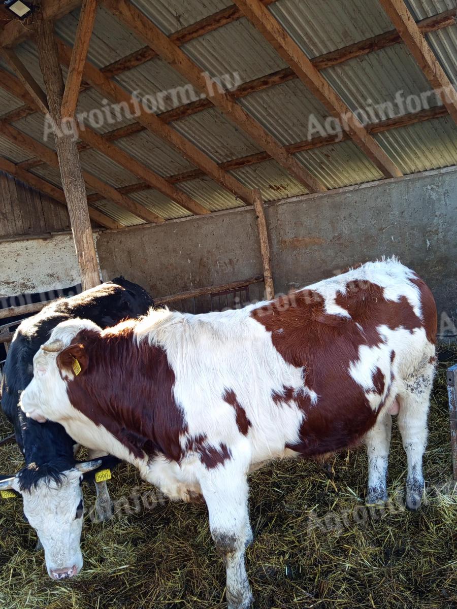 Szarvasmarha - Jász-Nagykun-Szolnok vármegye 5130 Jászapáti - Agroinform.hu