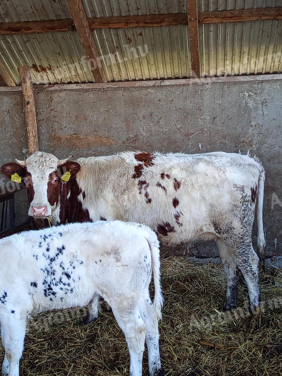 Szarvasmarha - Jász-Nagykun-Szolnok vármegye 5130 Jászapáti - Agroinform.hu