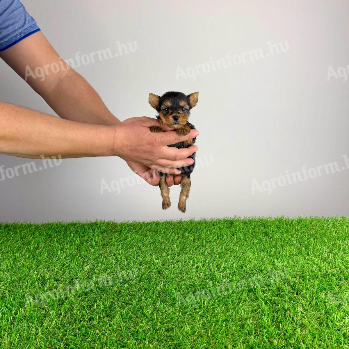 Törzskönyves Yorkshire terrier Yorki kiskutya - Békés vármegye 5741 ...