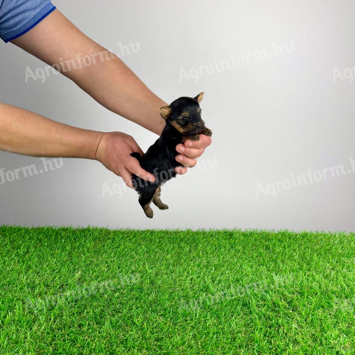 Törzskönyves Yorkshire terrier Yorki kiskutya - Békés vármegye 5741 ...