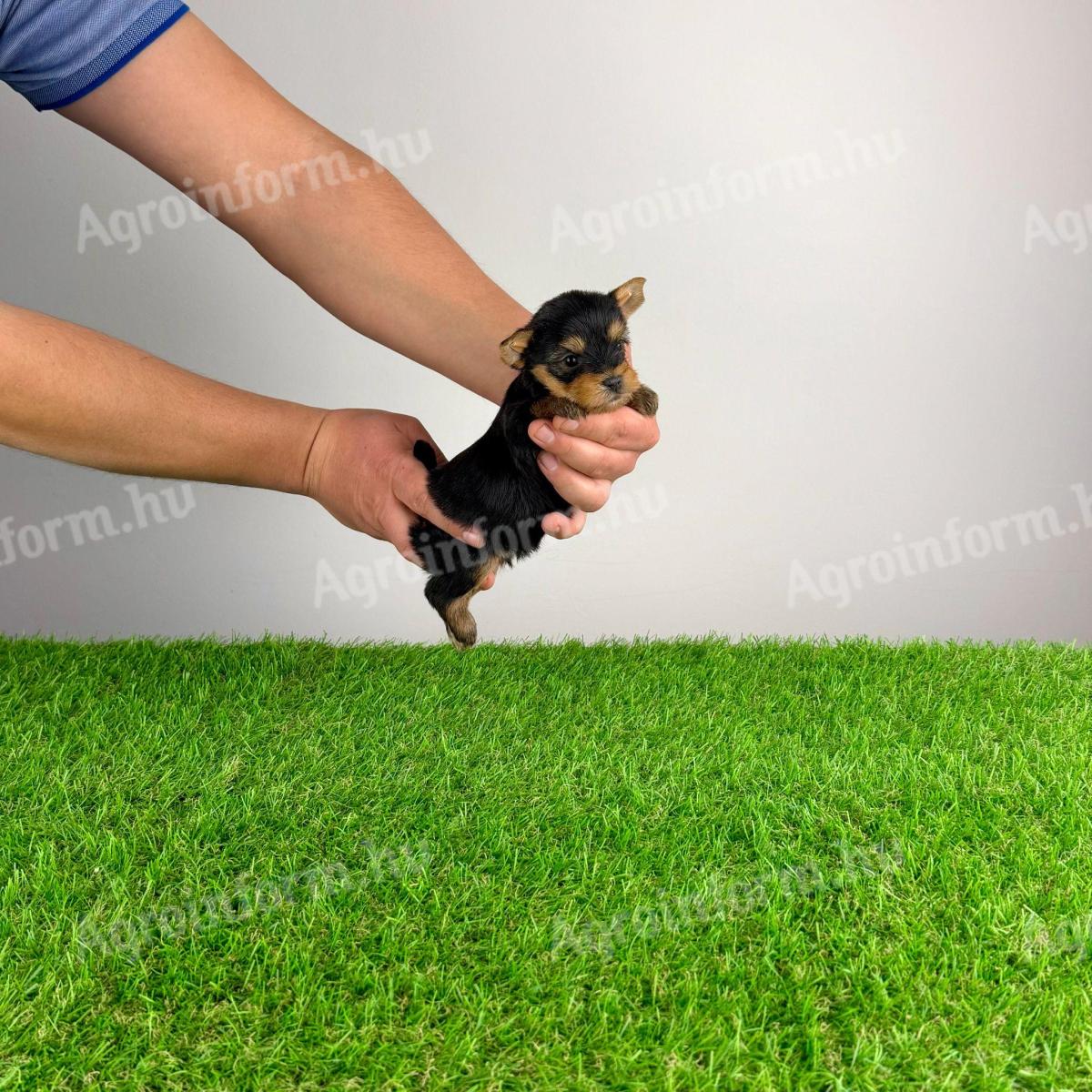 Törzskönyves Yorkshire terrier Yorki kiskutya - Békés vármegye 5741 ...